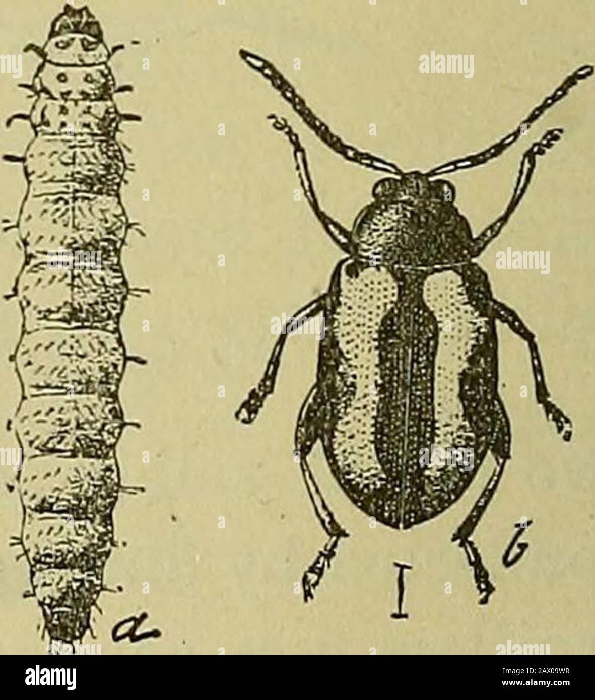 Striped turnip beetle hi-res stock photography and images - Alamy