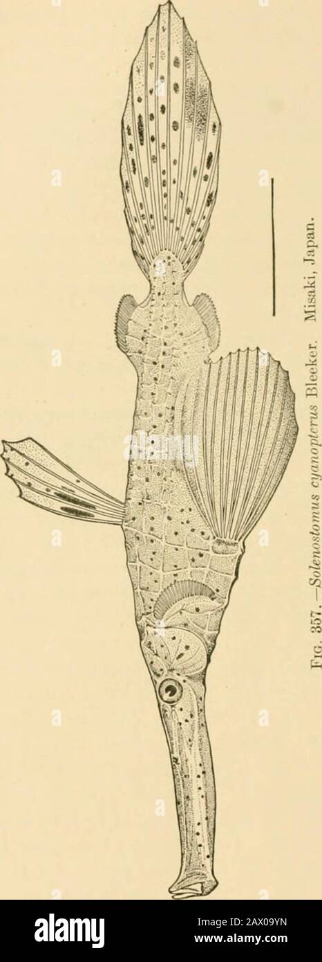 Fossil pipefish hi-res stock photography and images - Alamy