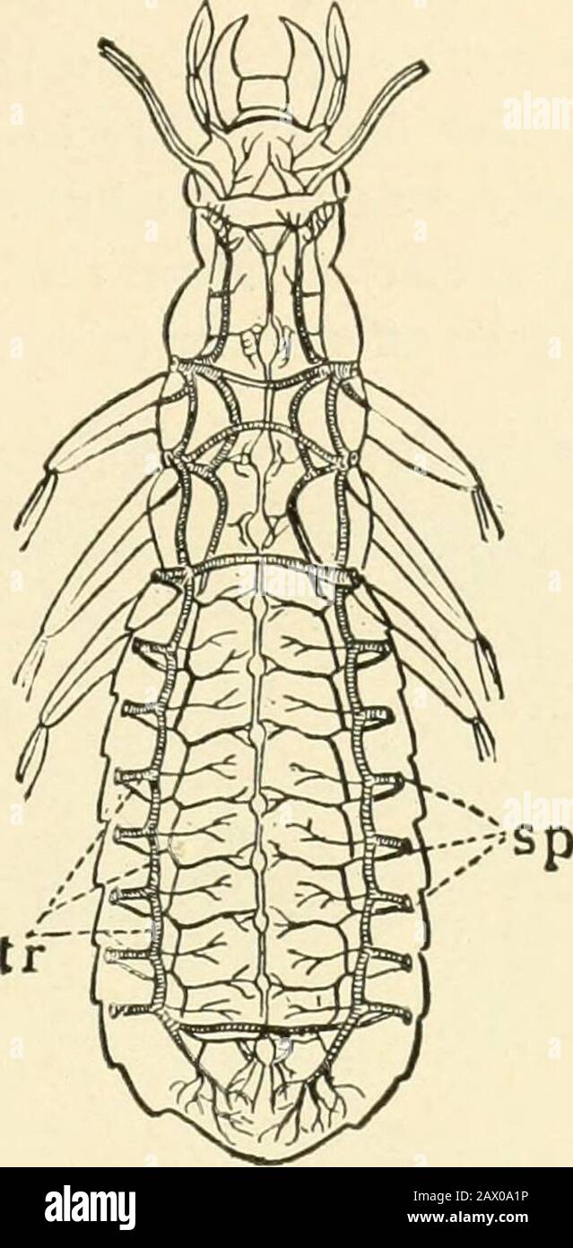 Insects Diagram