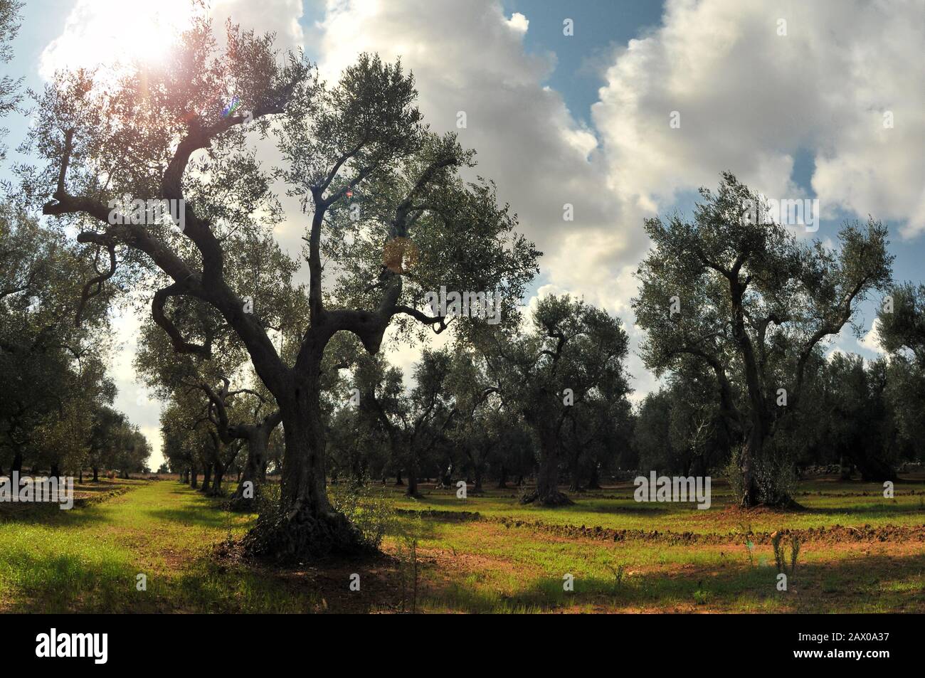 Garden of the olive trees hi-res stock photography and images - Alamy