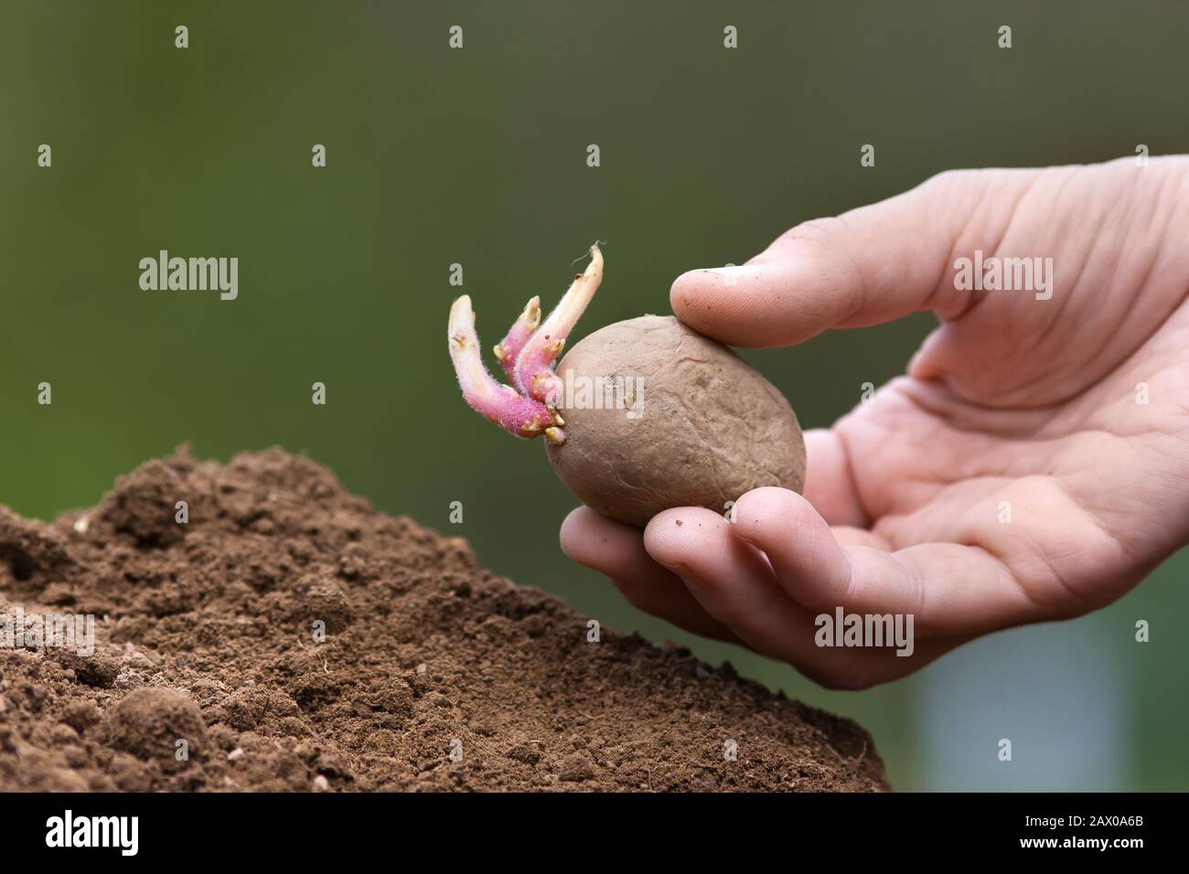hand planting potato tuber in in the vegetable garden Stock Photo - Alamy