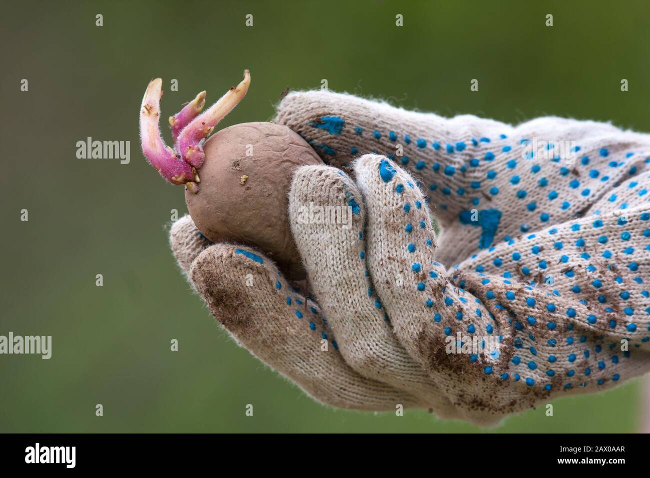 hand planting potato tuber in in the vegetable garden Stock Photo - Alamy