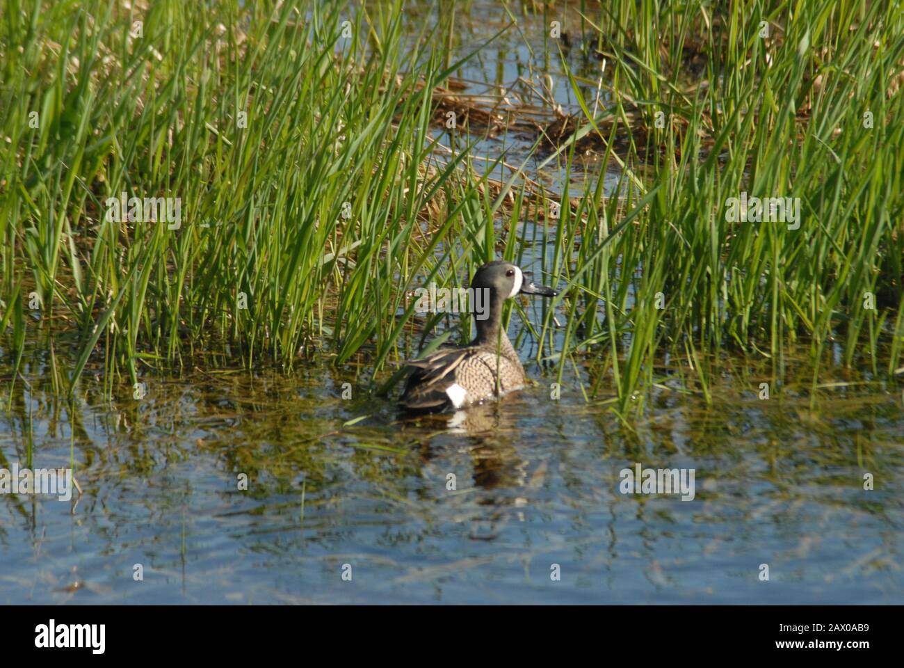 duck in water Stock Photo - Alamy