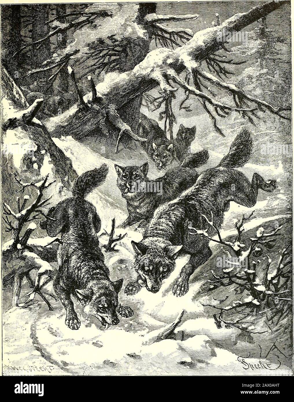 Attacked by wolves hi-res stock photography and images - Alamy