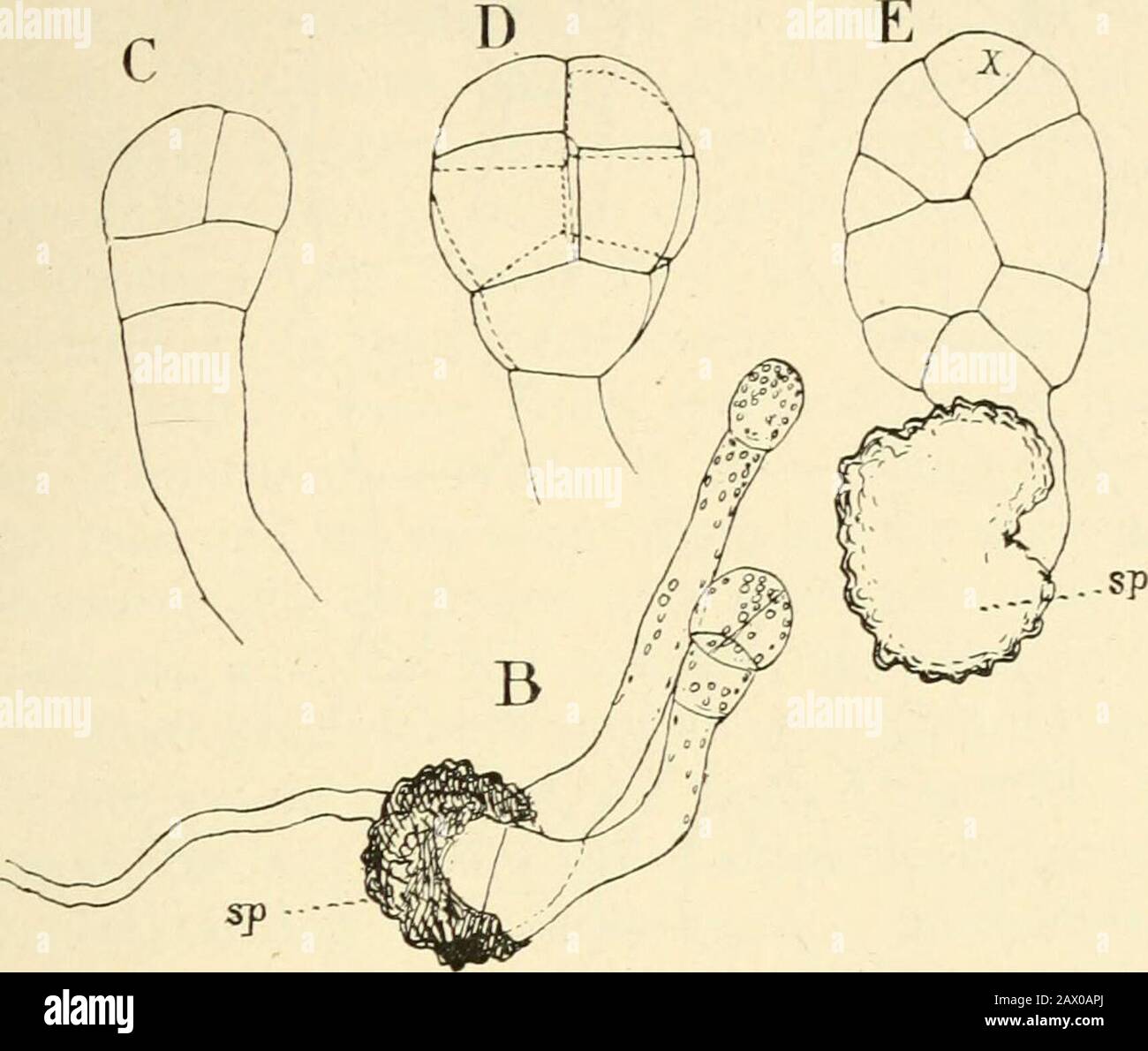 Germination Teeth