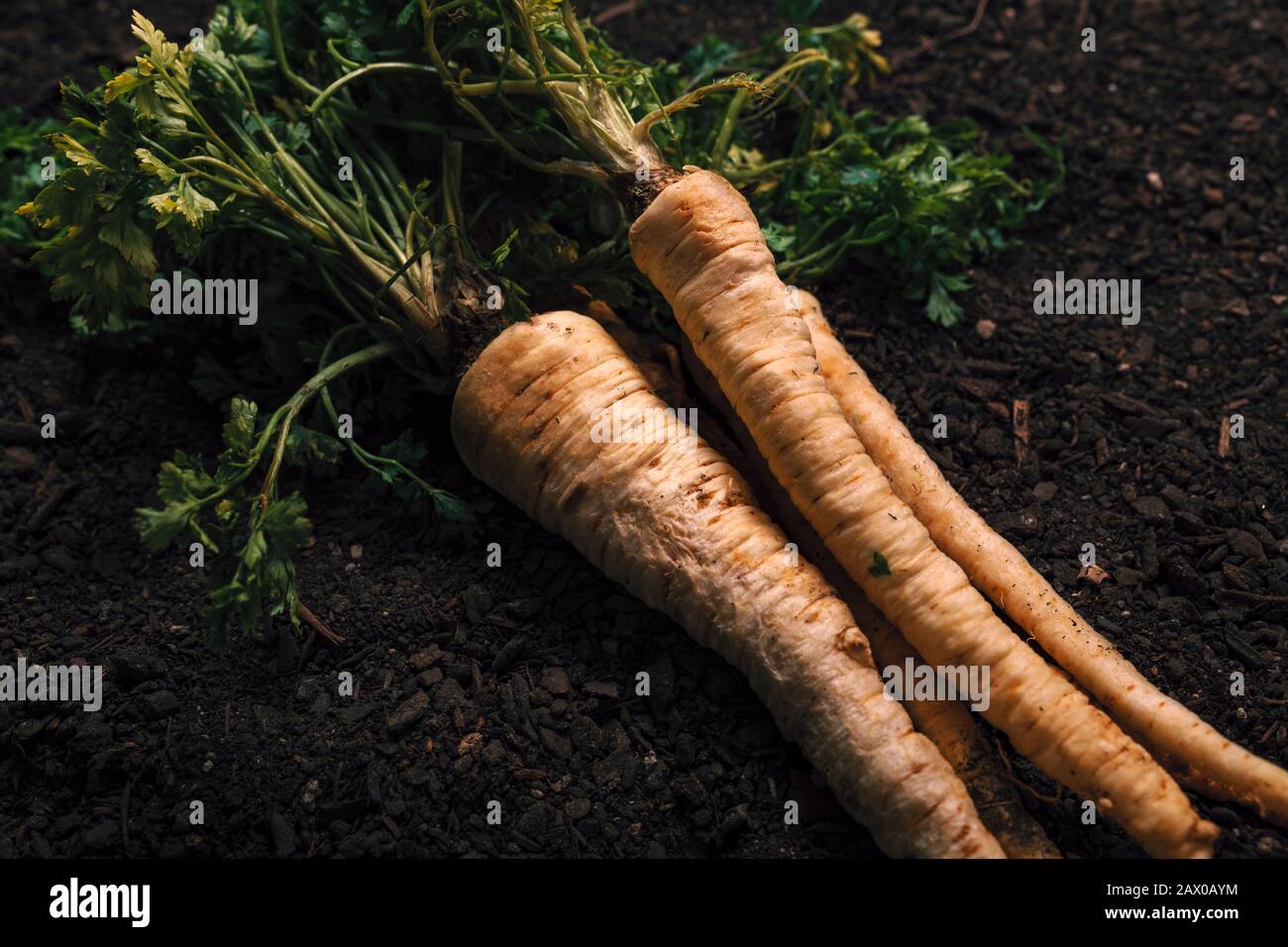 Organic parsley growing concept with freshly harvested root on ...