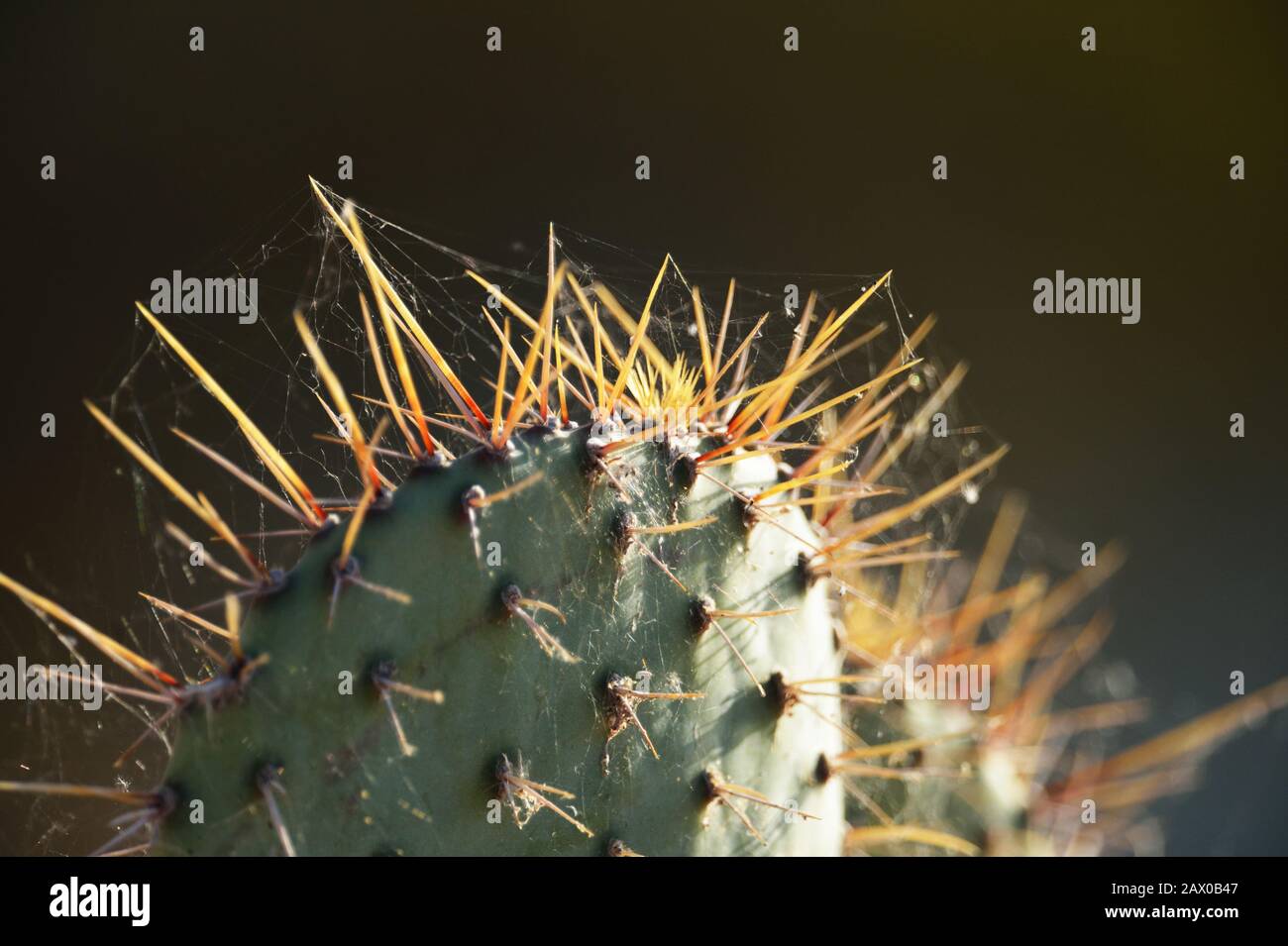 Long needles hi-res stock photography and images - Alamy