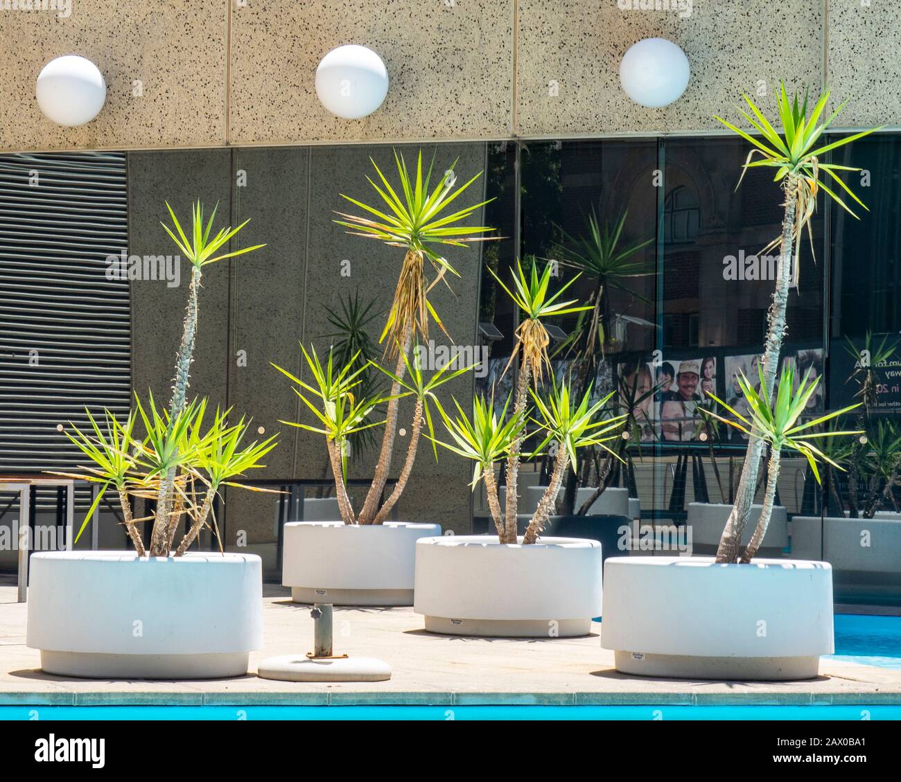 Pot plants in the forecourt of the Western Australia State Library ...