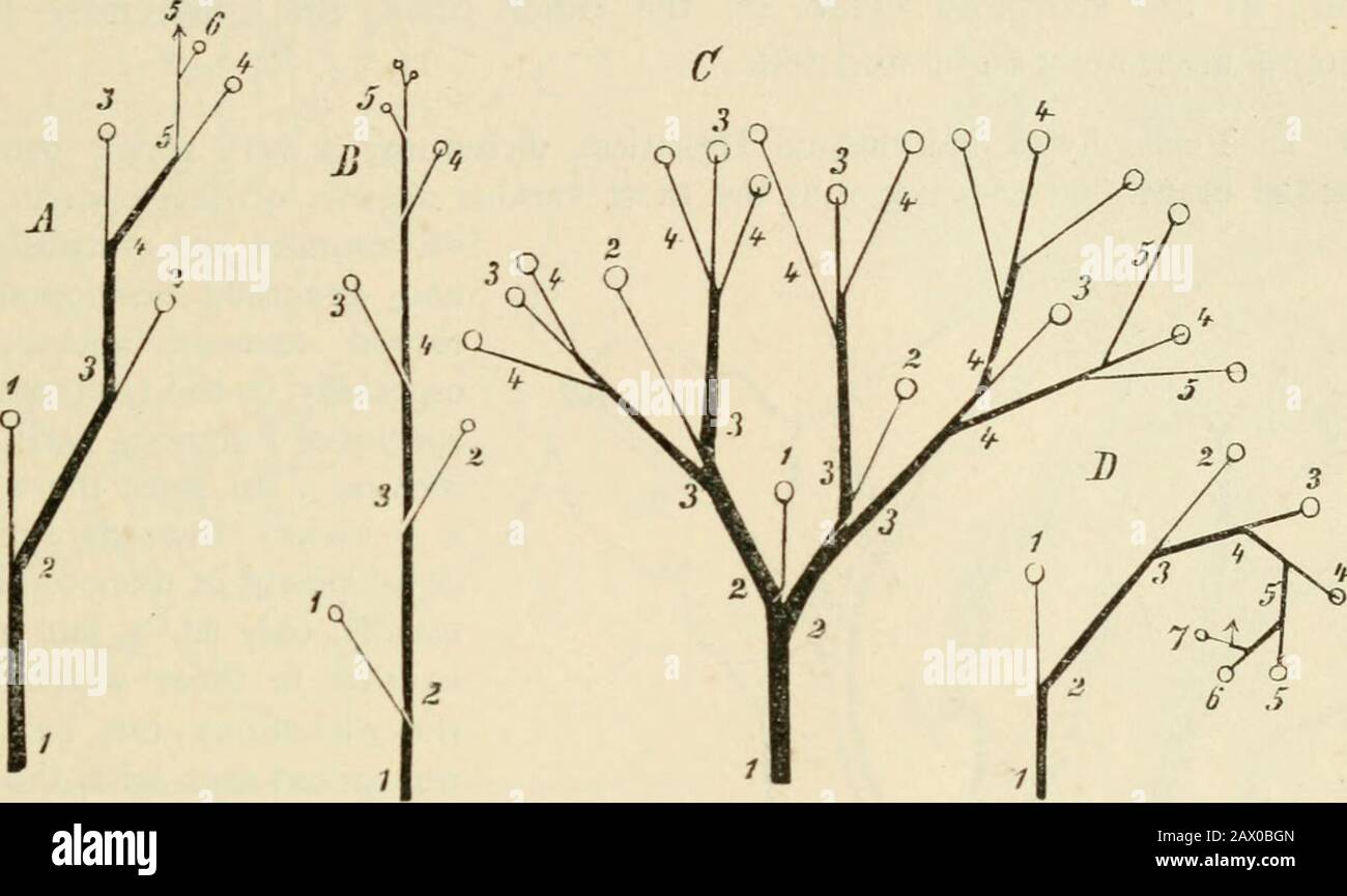 Text-book of botany, morphological and physiological . Fig. 127 ...