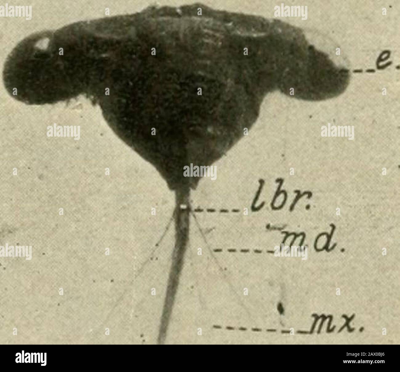 Insect pests of farm, garden and orchard . .ro&.. style called a palpus ...