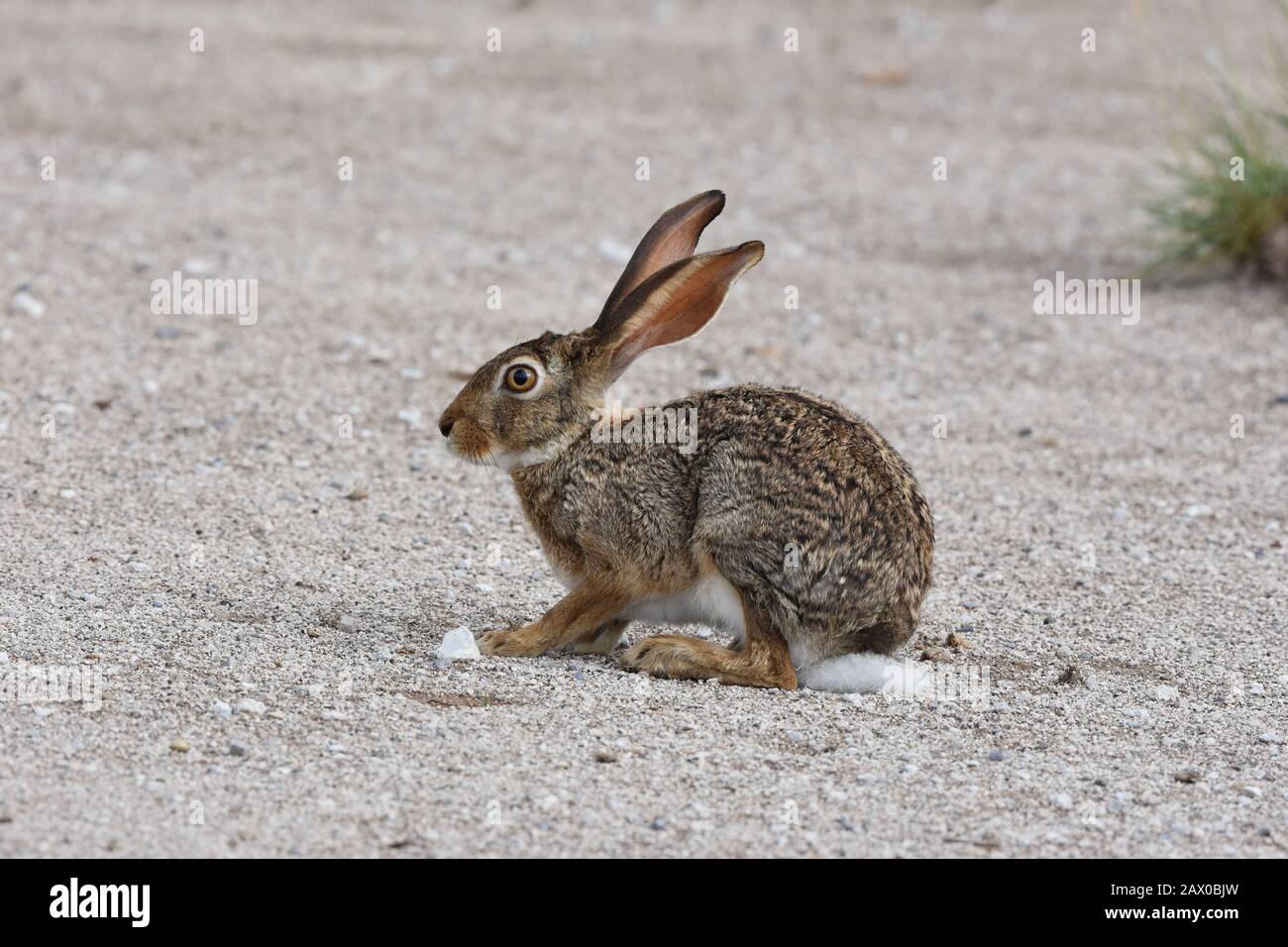 African Hare close up, Amboseli National Park, Kenya Stock Photo - Alamy