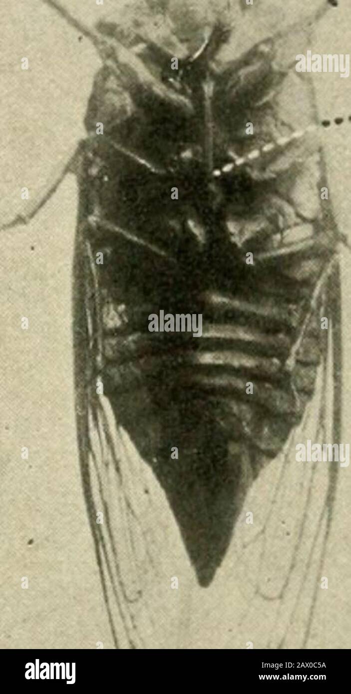 Labrum insect hi-res stock photography and images - Alamy