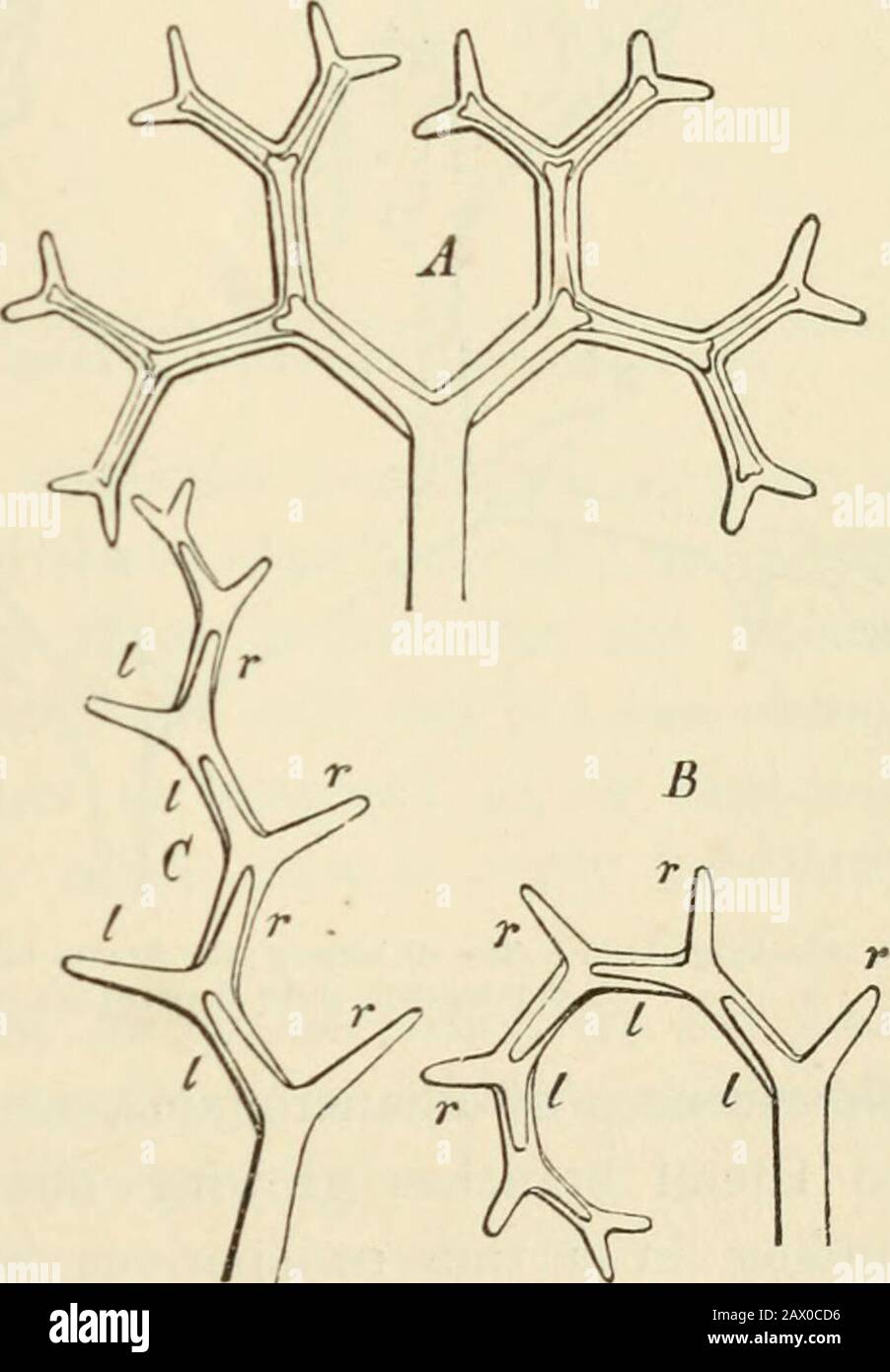 Text-book of botany, morphological and physiological . The dichotomous ...