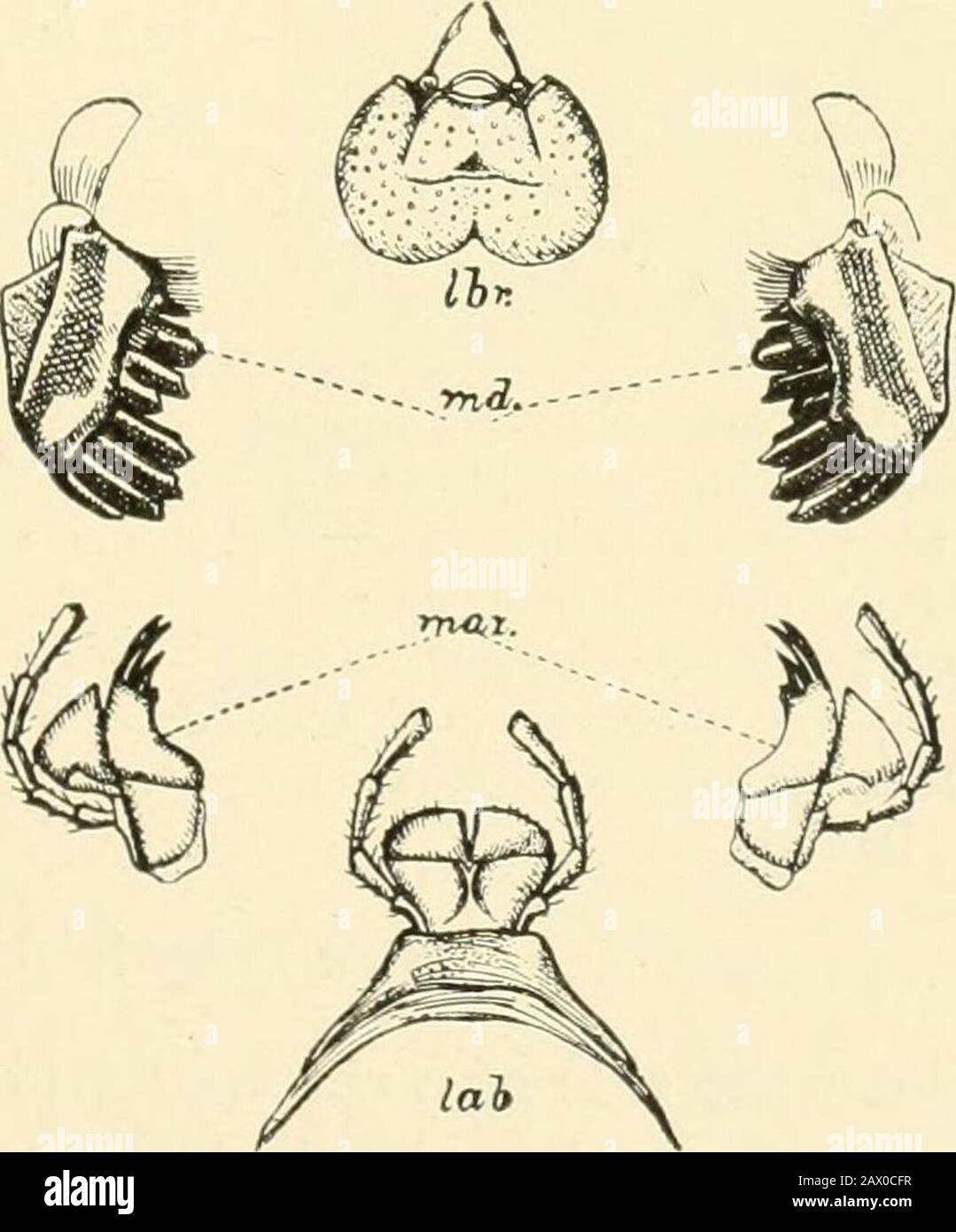 Insect pests of farm, garden and orchard . Fig. 18.—.1, mouth-partsof ...
