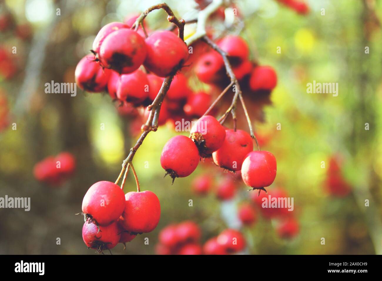 Tree with hanging berries hi-res stock photography and images - Alamy
