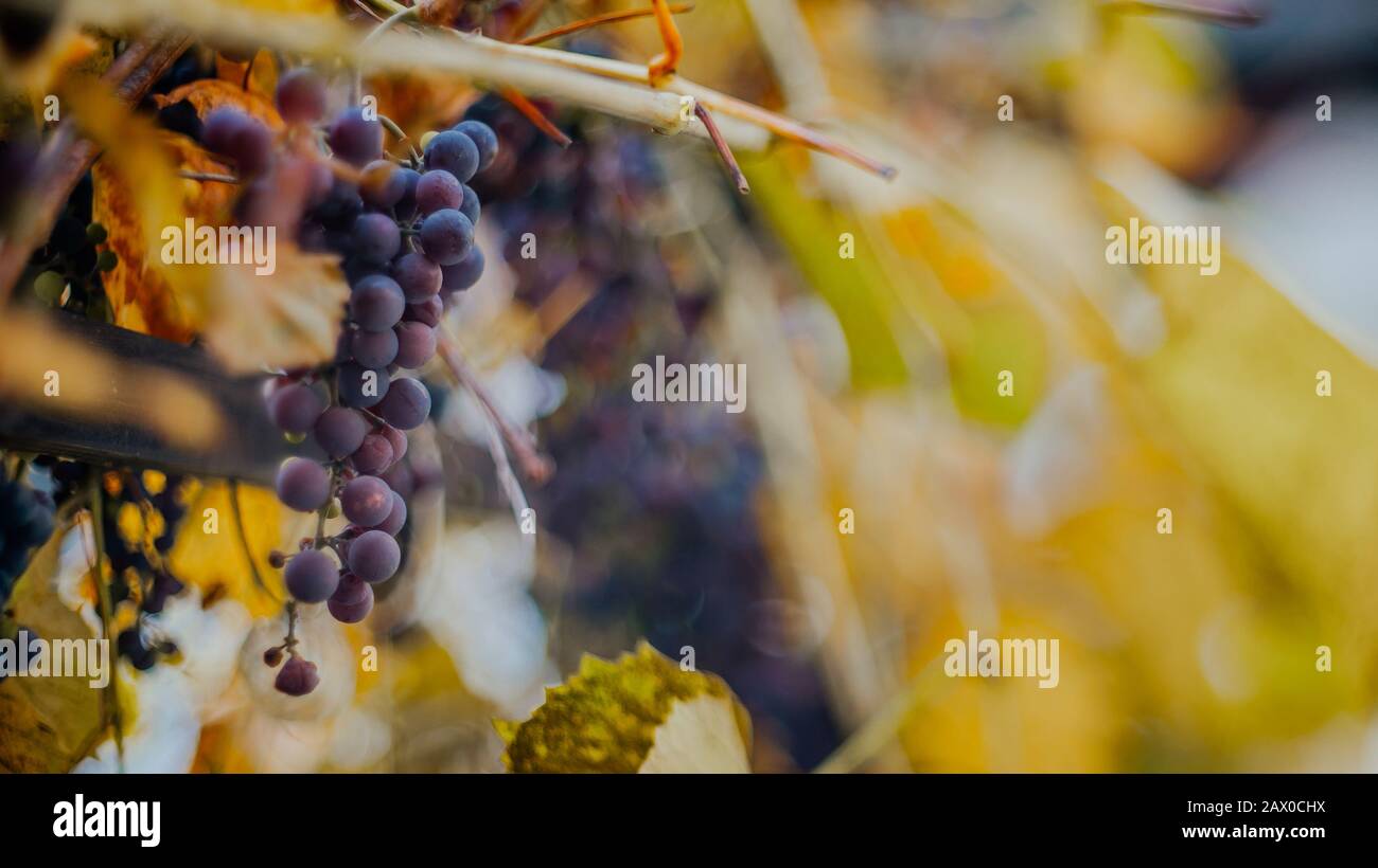 close up of ripe dark grapes Stock Photo - Alamy