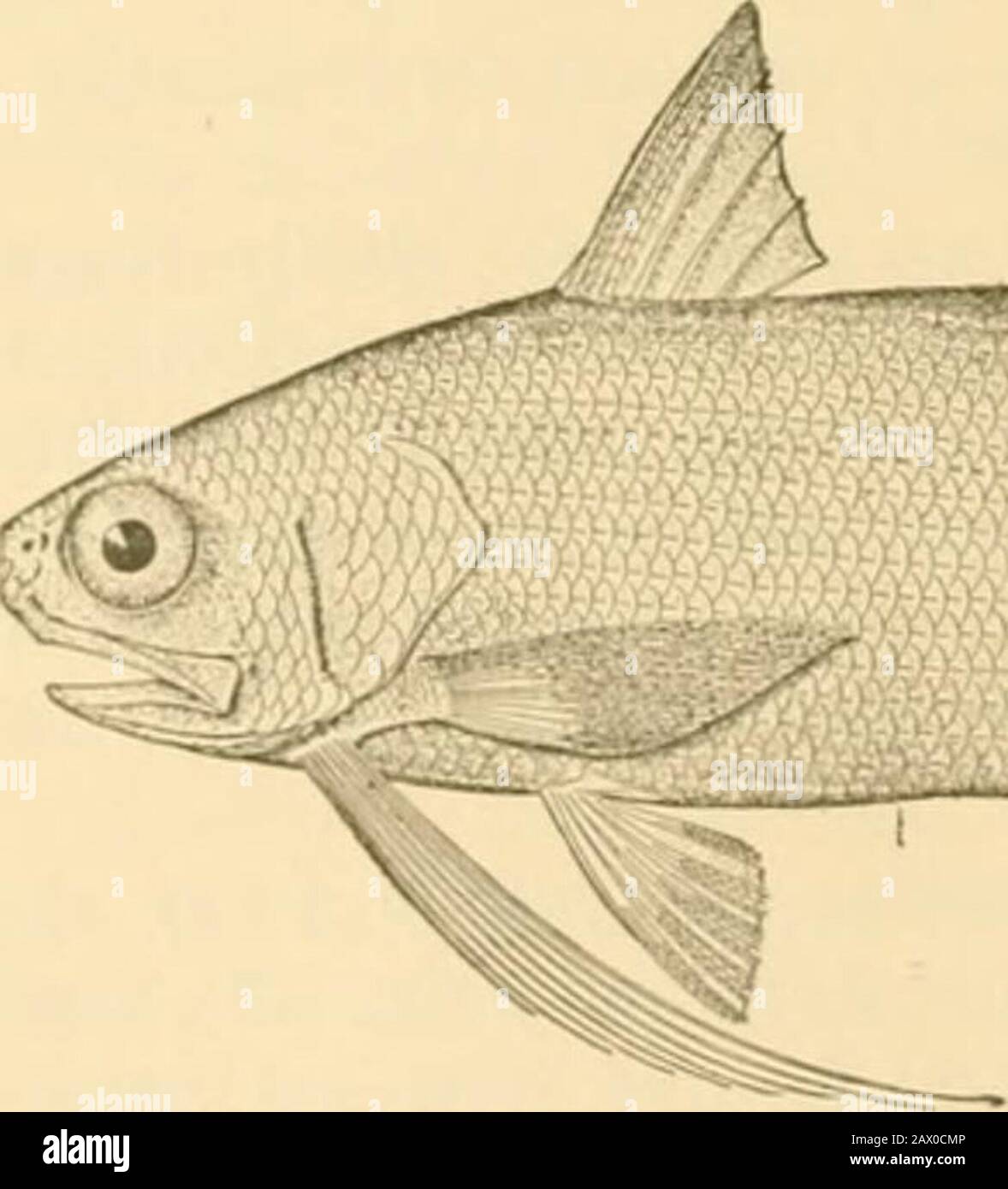 Shoulder girdle hi-res stock photography and images - Alamy