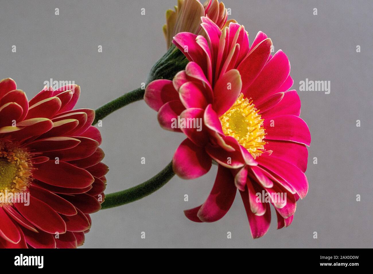 Gerbera flowers, which are daisy like in full bloom showing there ...