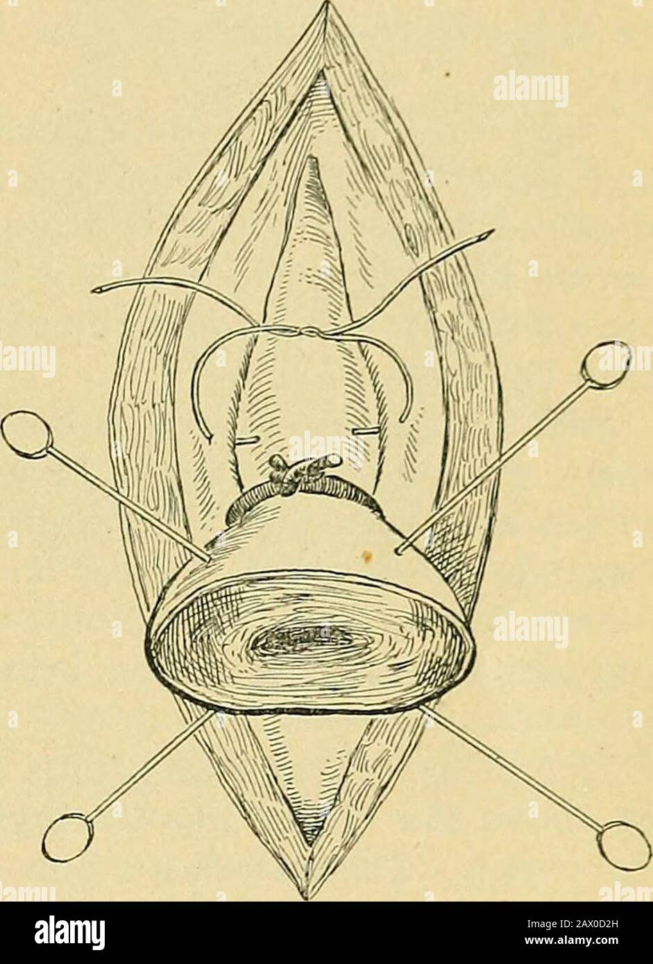 The practice of obstetrics, designed for the use of students and ...