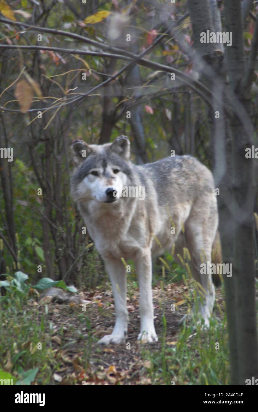 Wolf fall leaves watching hi-res stock photography and images - Alamy