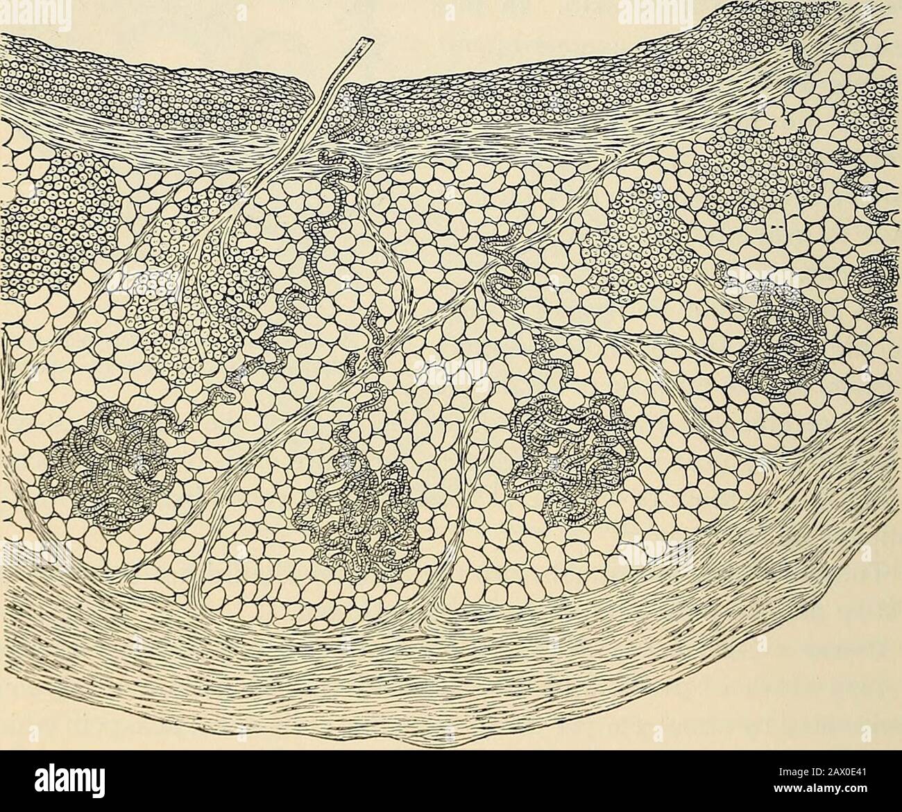The pathology and surgical treatment of tumors . es-tigations which ...