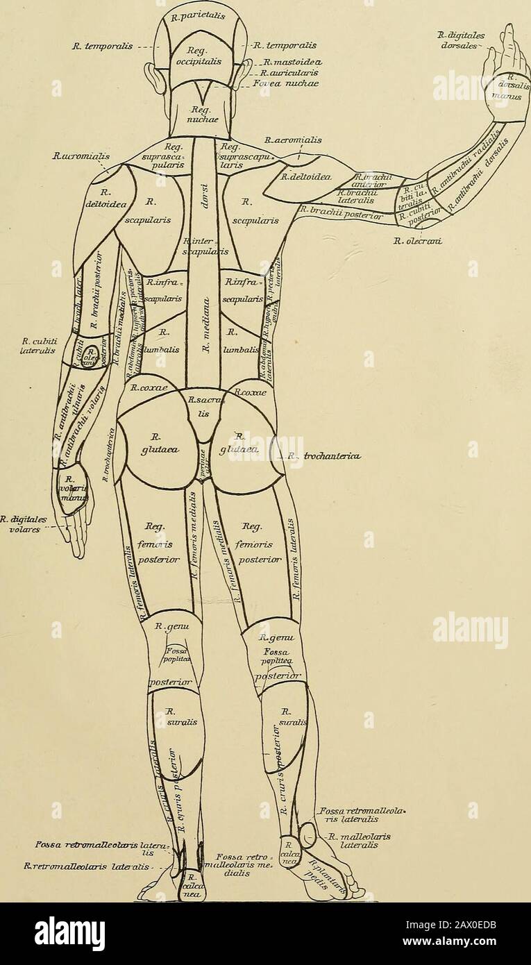 The BNA arranged as an outline of regional and systematic anatomy . 226 ...