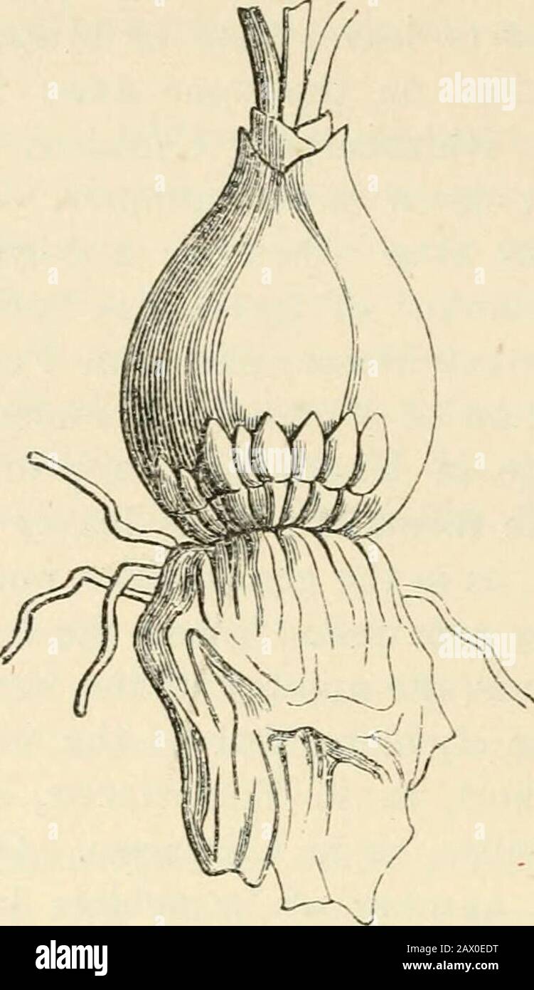 Text-book of botany, morphological and physiological . Fig. 121 ...