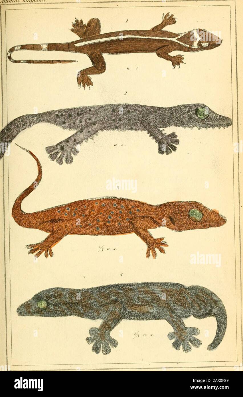 Gecko anatomy hi-res stock photography and images - Alamy