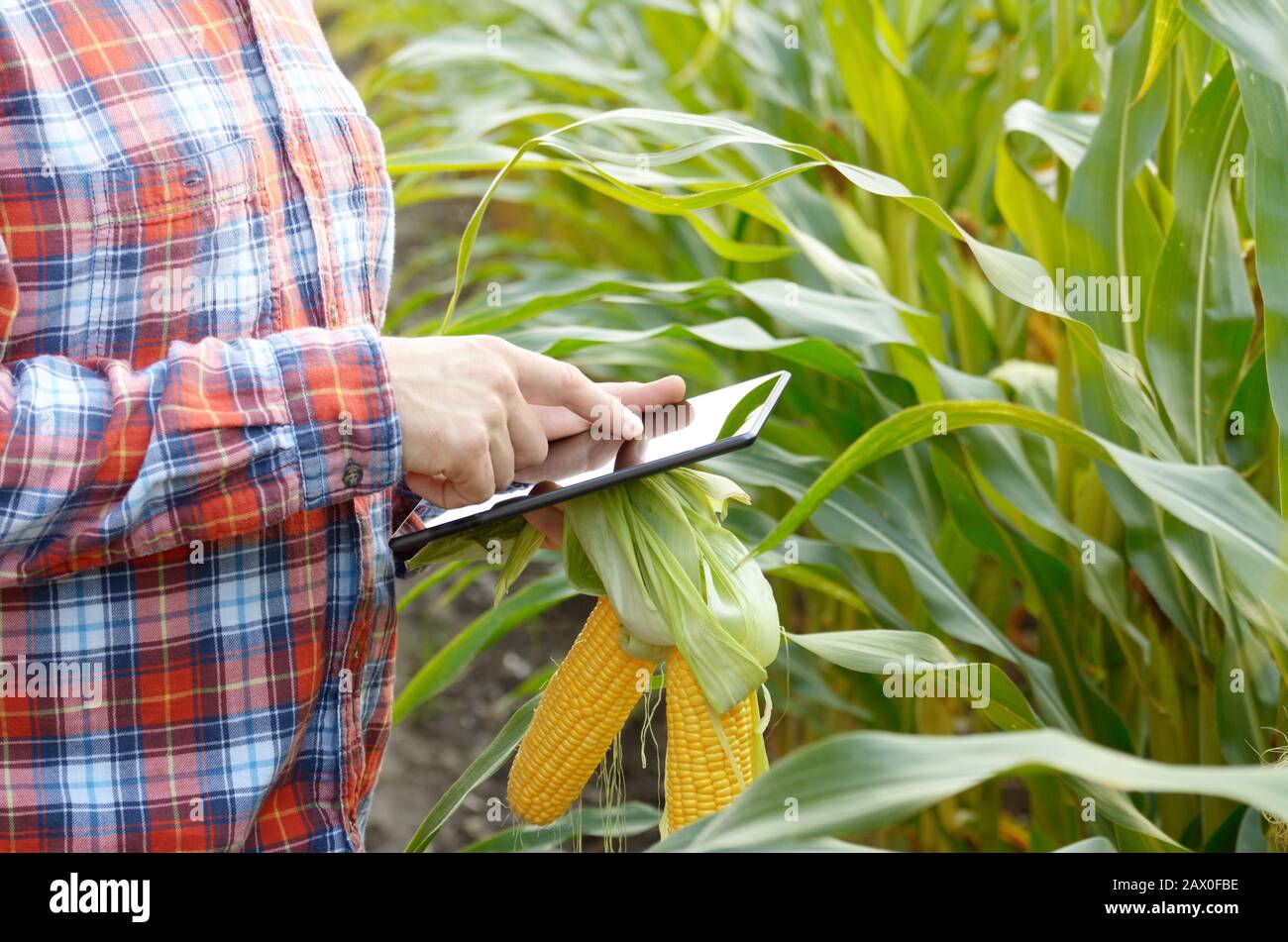 Farmer using tablet computer for inspecting maize corn field Stock ...