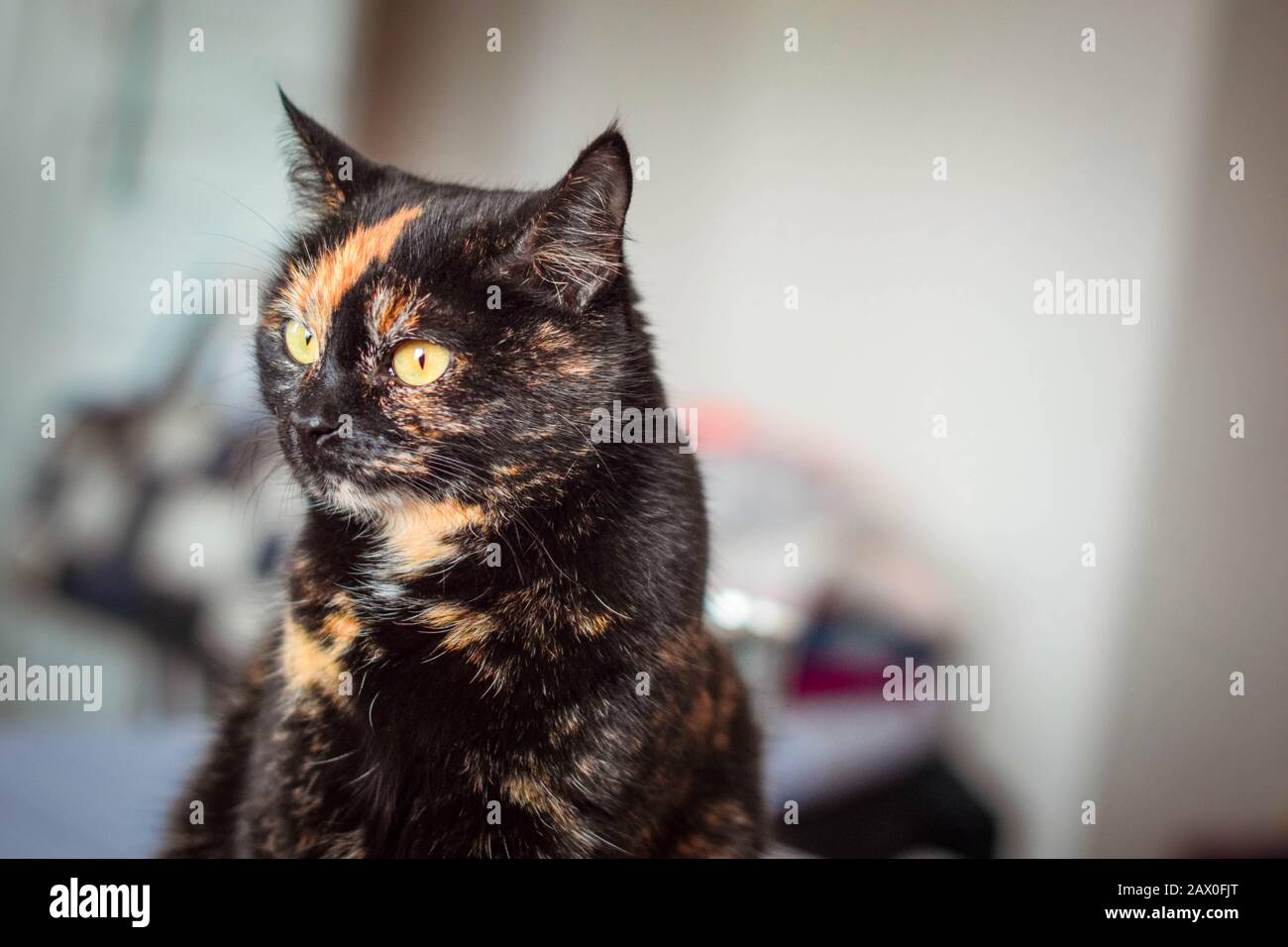 My tortoiseshell tricolor cat. Blurred background Stock Photo - Alamy