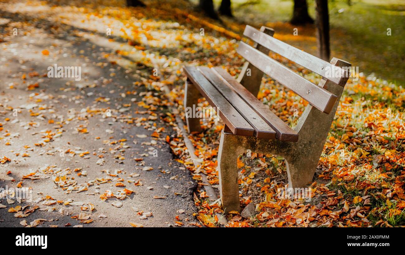 autumn golden leaves and empty park bench Stock Photo - Alamy