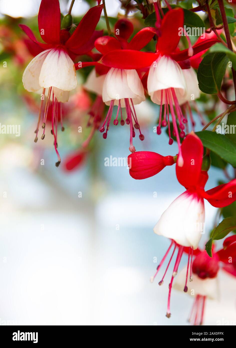 Beautiful fuchsia flowers hanging from the stem, forming a decorative ...