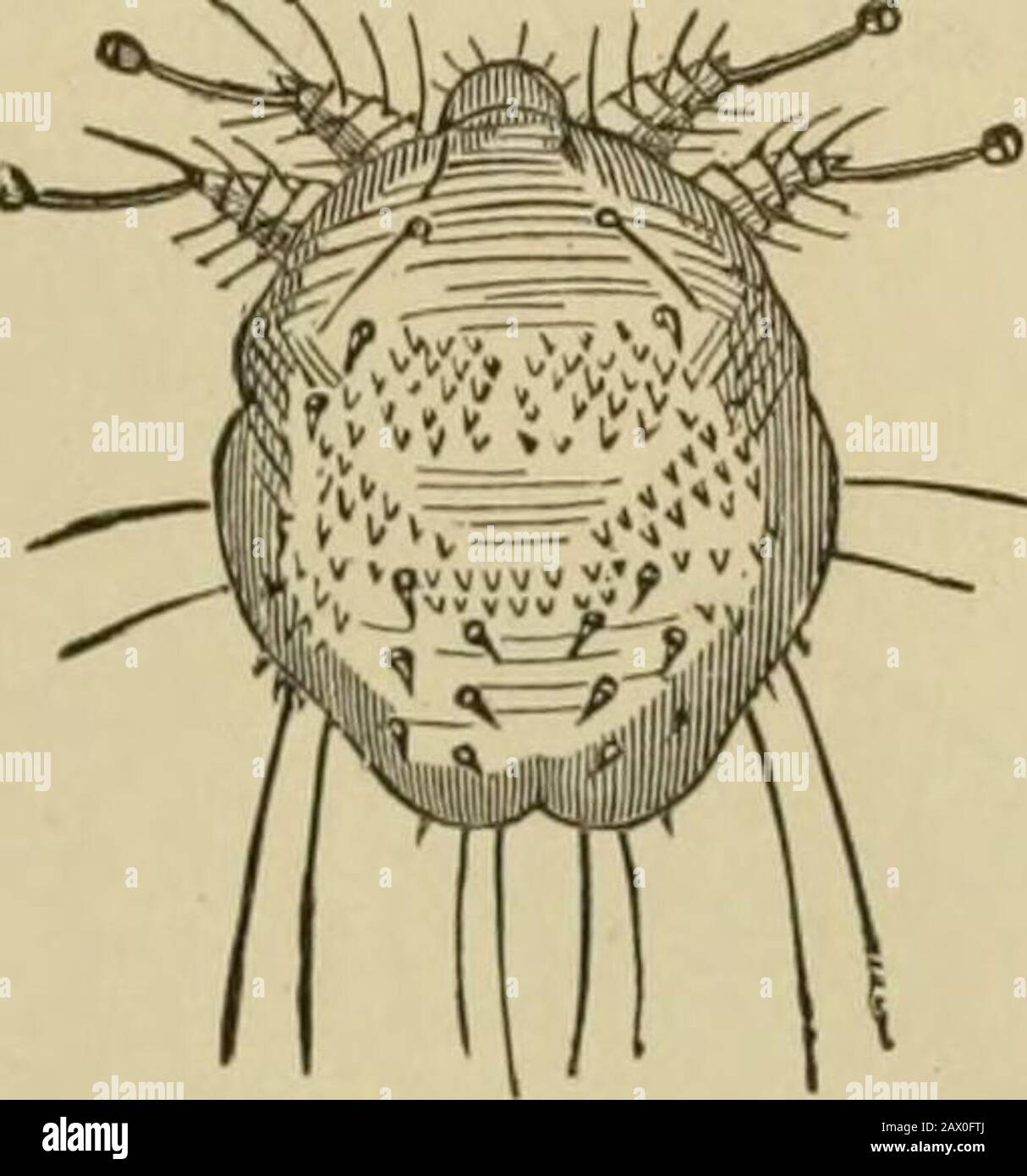 Mange mite hi-res stock photography and images - Alamy