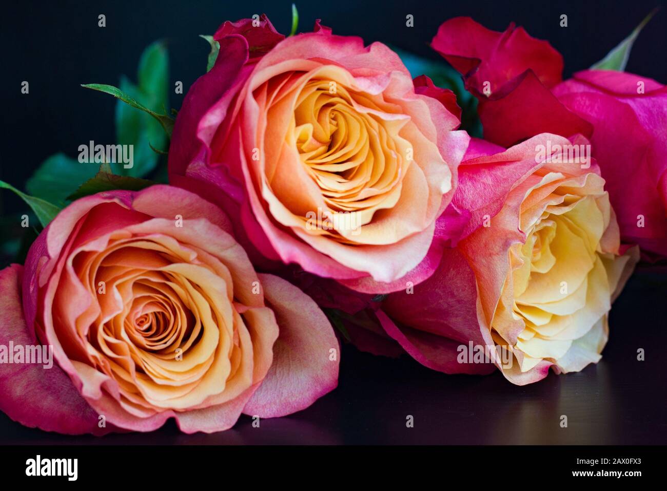 Pink aroma roses on black background Stock Photo - Alamy