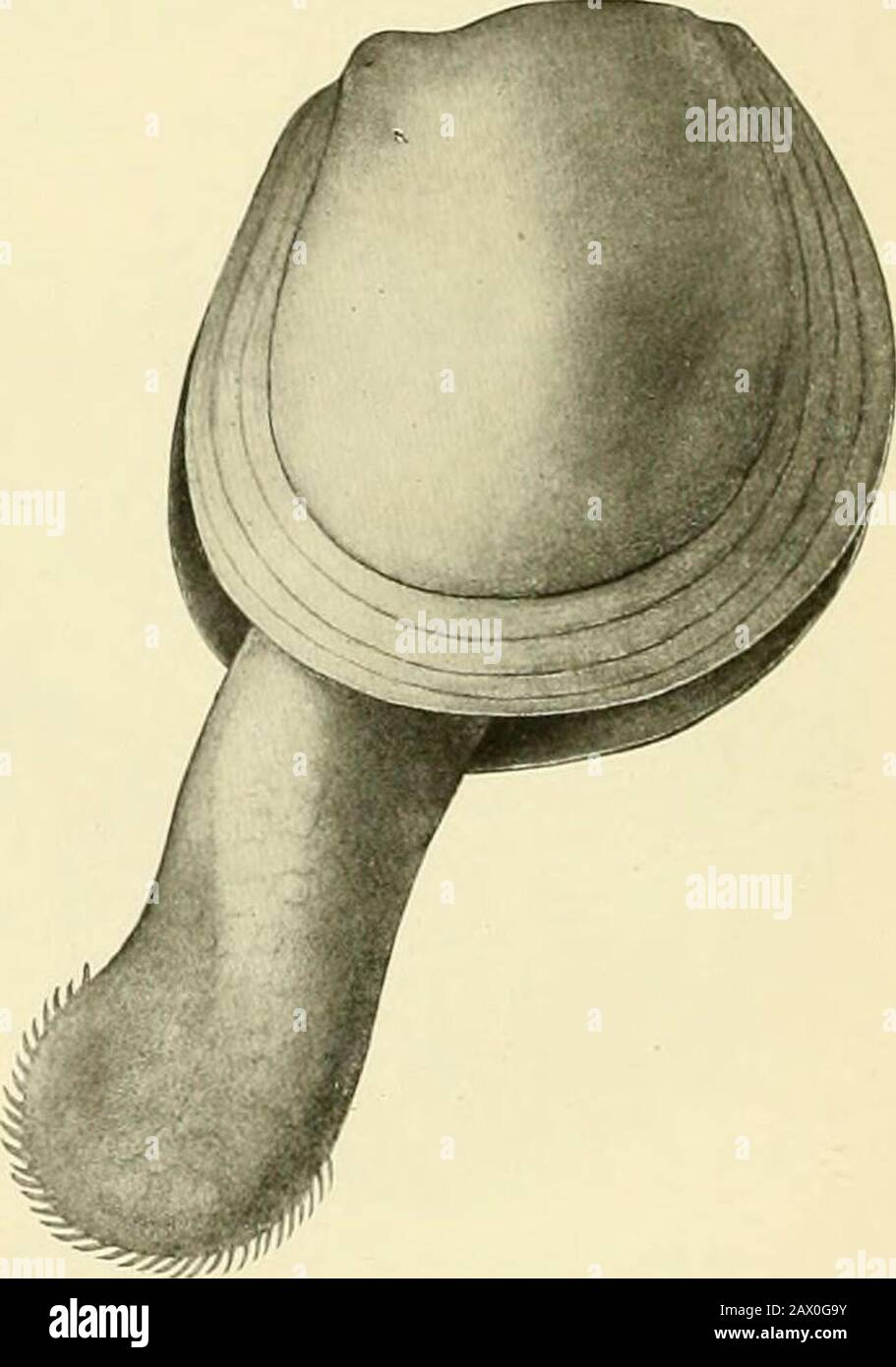 Natural history and propagation of fresh-water mussels . Fig. 3.—A ...