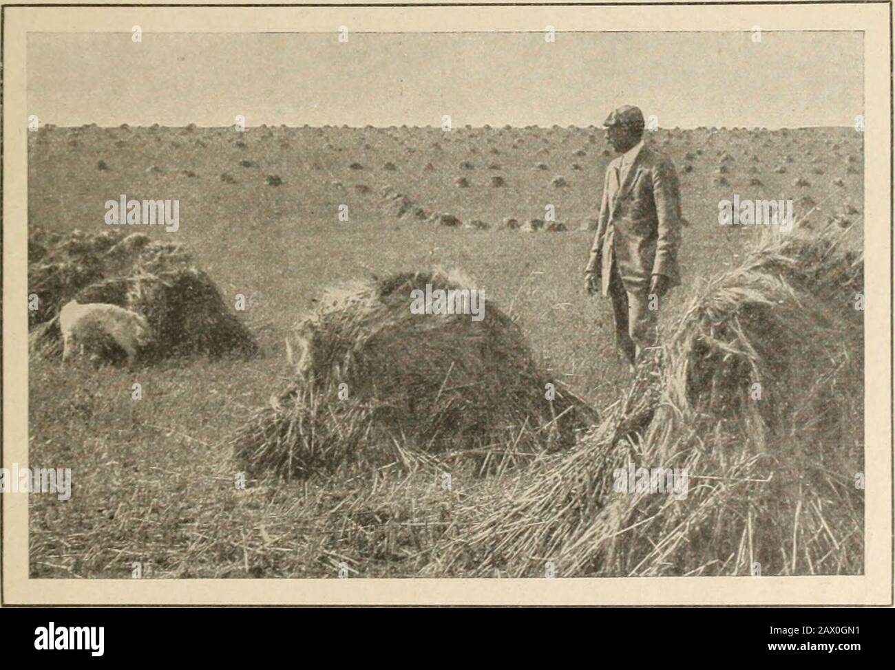 Canada west : 350,000,000 bushels wheat in 1915 : Manitoba ...