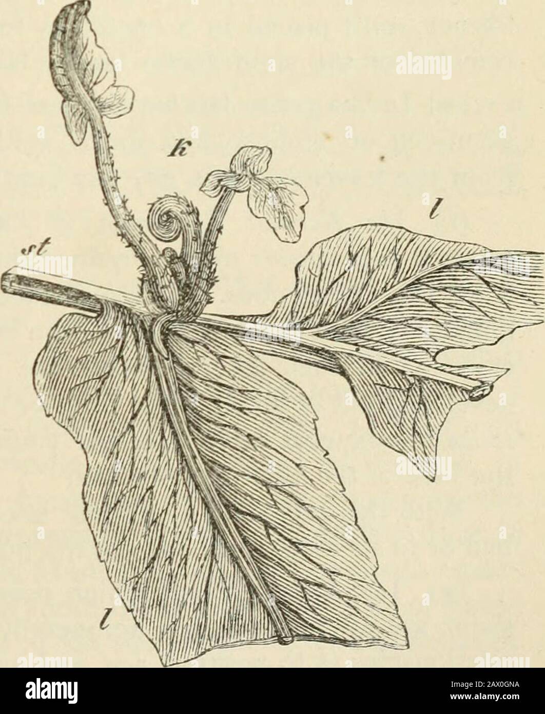 Text-book of botany, morphological and physiological . is always ...