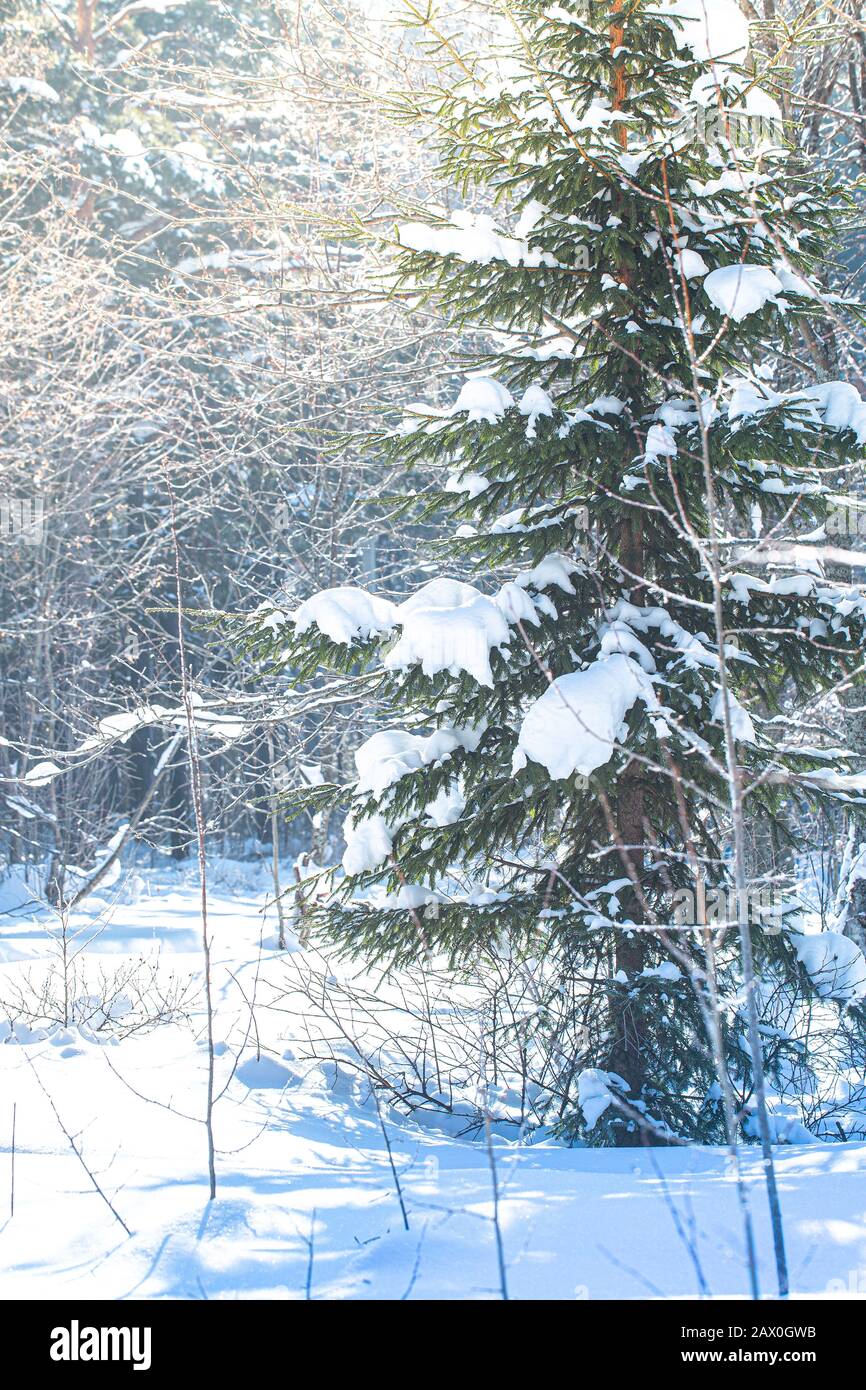 Breaking tree branches hi-res stock photography and images - Alamy