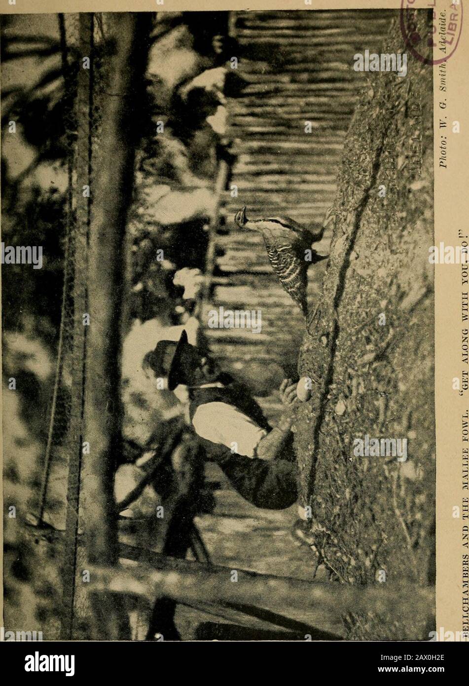 Bellchambers hi-res stock photography and images - Alamy