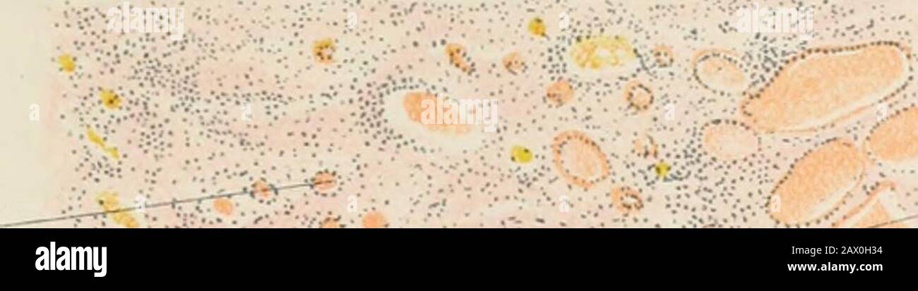 Ovoid Bodies High Resolution Stock Photography and Images - Alamy