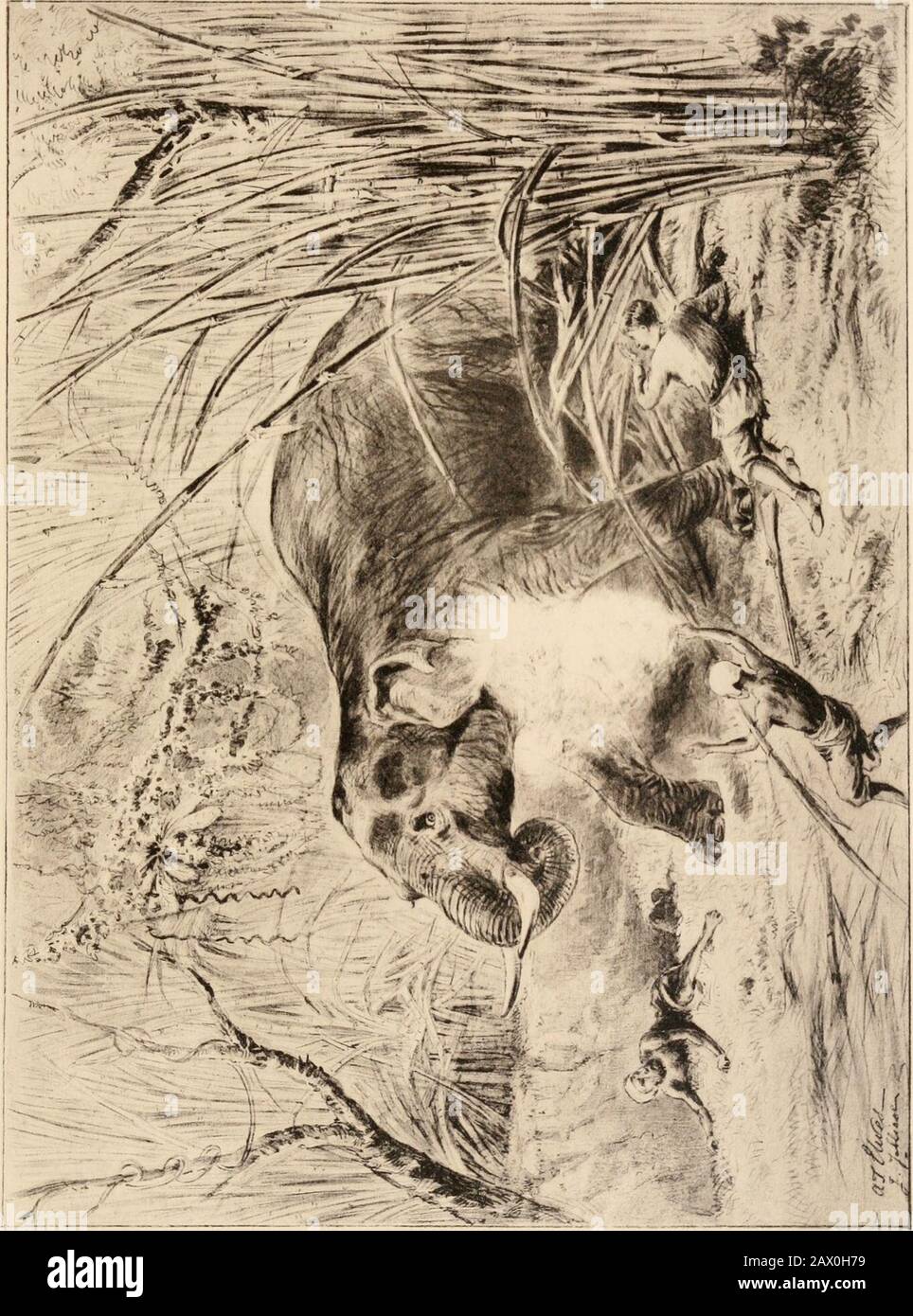 India elephant charging hi-res stock photography and images - Alamy