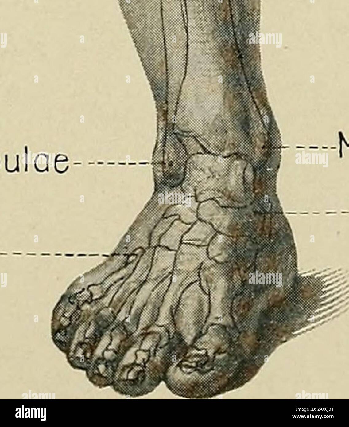 The BNA arranged as an outline of regional and systematic anatomy ...