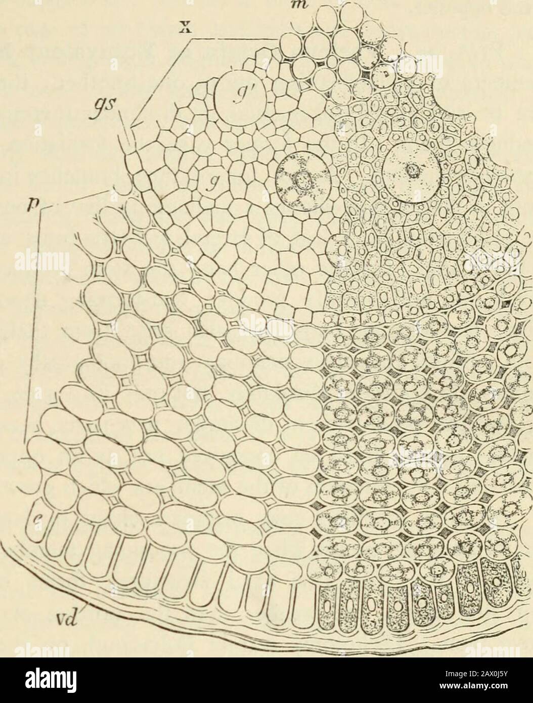 Text-book of botany, morphological and physiological . differentiated ...
