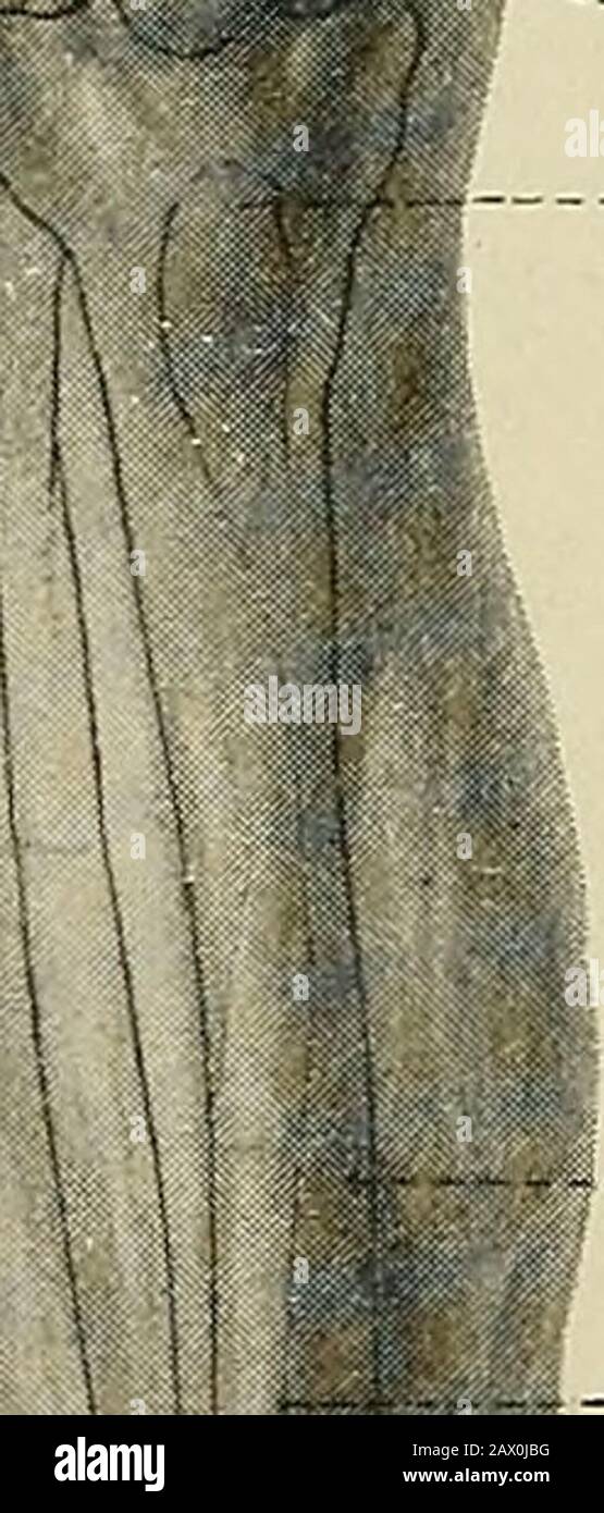 Condylus hi-res stock photography and images - Alamy