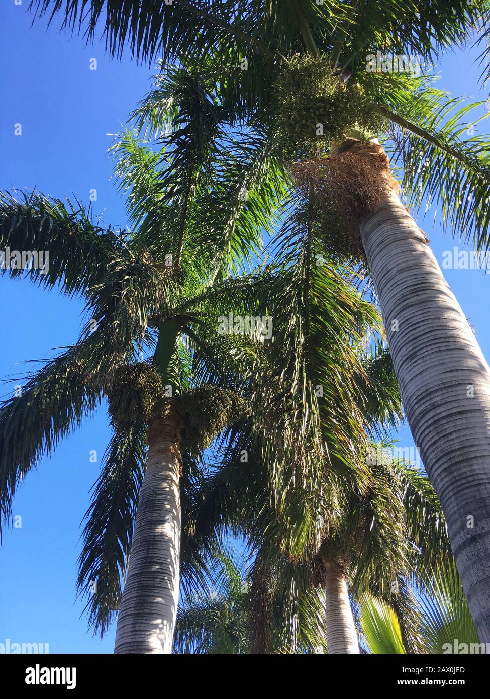 Tall Palm tree tropic plant Stock Photo - Alamy