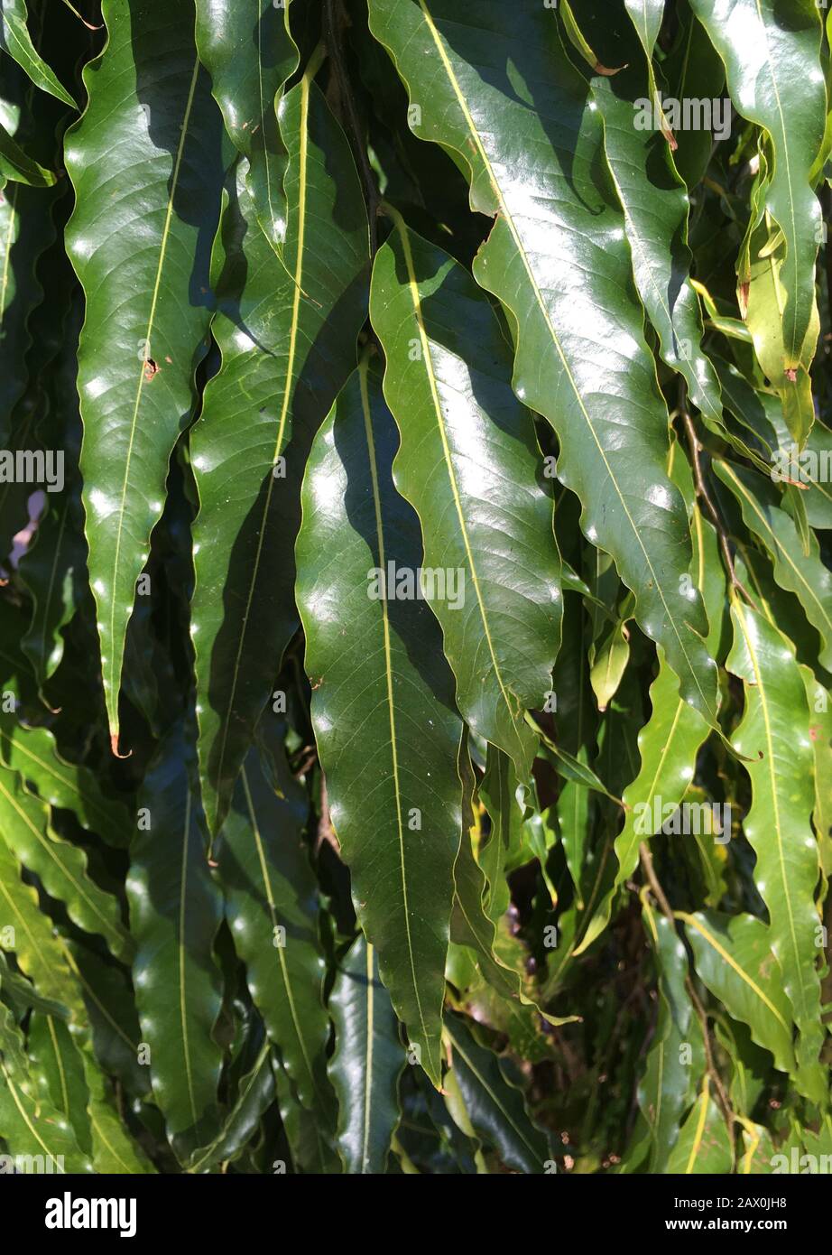 Polyalthia Longifolia