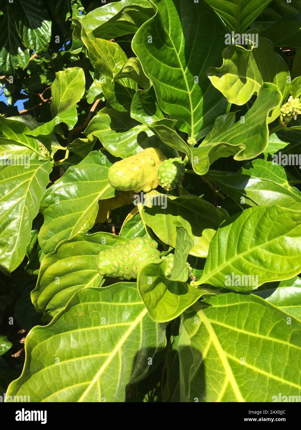 Morinda citrifolia is a fruit-bearing tree in the coffee family ...