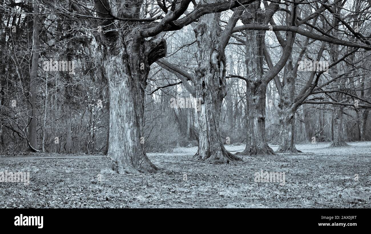 Weird forest plants hi-res stock photography and images - Alamy