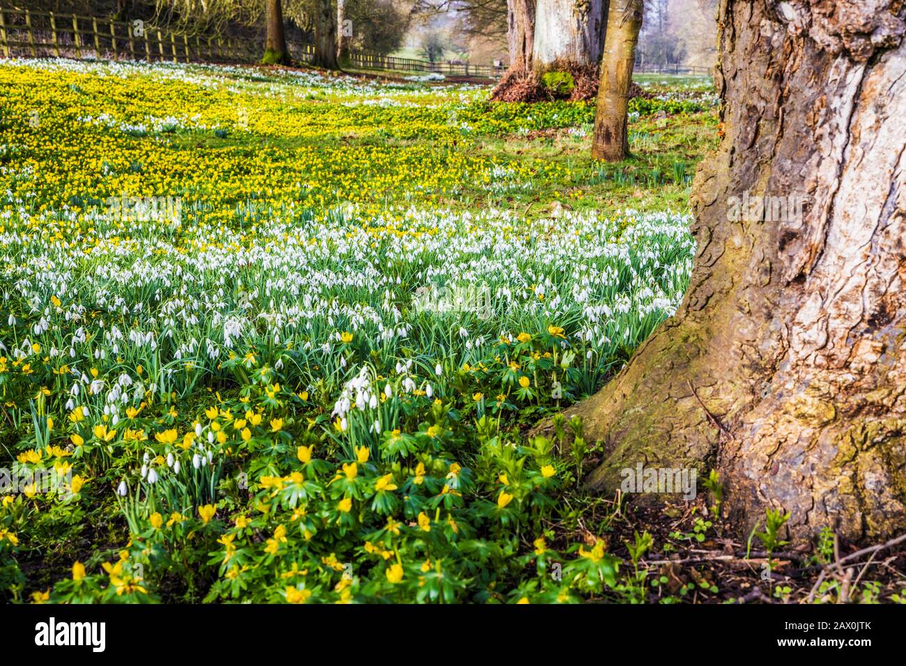 Snowdrops and winter aconites at Welford Park in Berkshire Stock Photo ...
