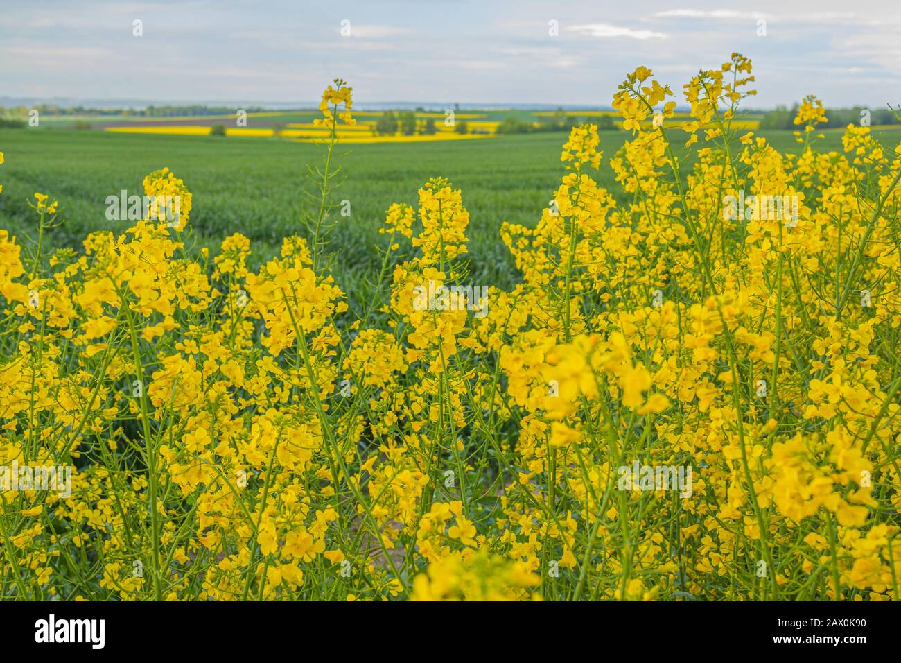 Oilseed Rape Field Biofuel Production Stock Photo - Alamy